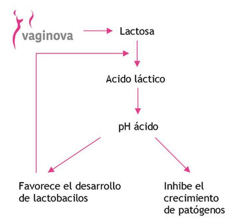 Vaginova 12 Comprimidos Vaginales — Farmacia Núria Pau